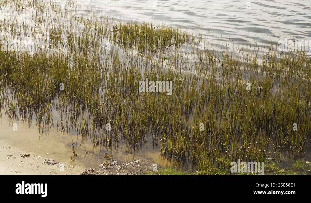 4K half submerged water plants moving on the tide in the bedside of Ria ...