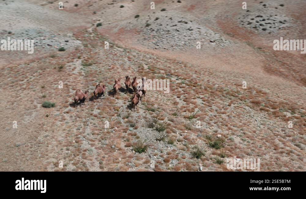 Bactrian Camel in the Gobi desert, Mongolia. A herd of Animals on the ...
