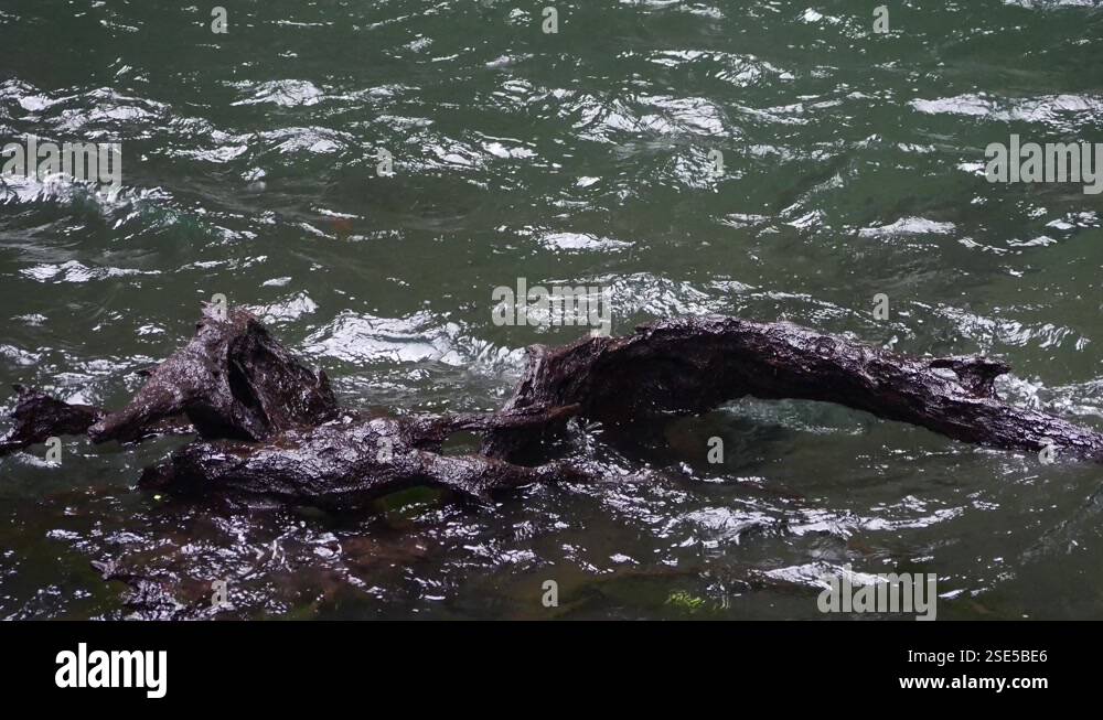Dead Tree with Branches in The River With Clear and Clean Water Stock ...