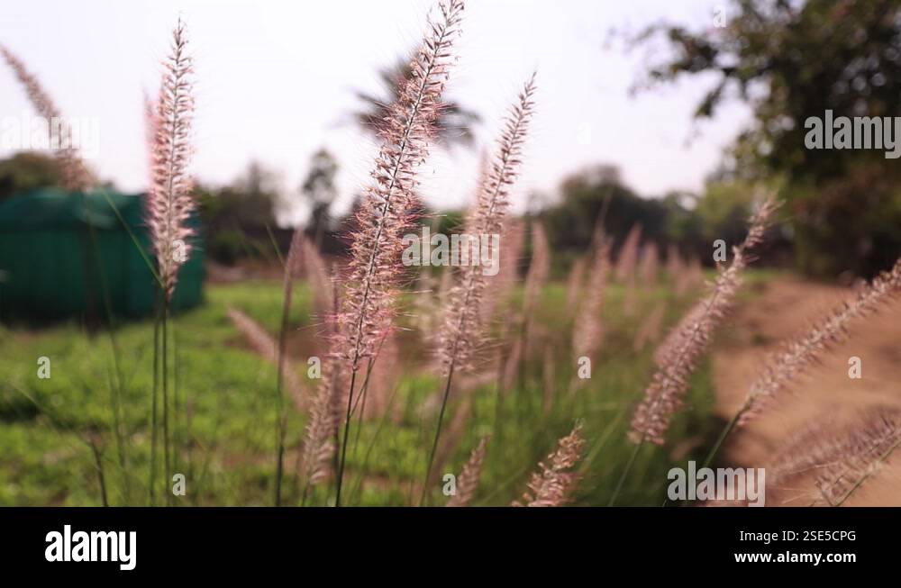 meadow lane beside rice field in the morning Stock Video Footage - Alamy