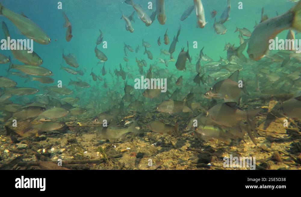Underwater footage, back view of large shoal of freshwater fish Stock ...
