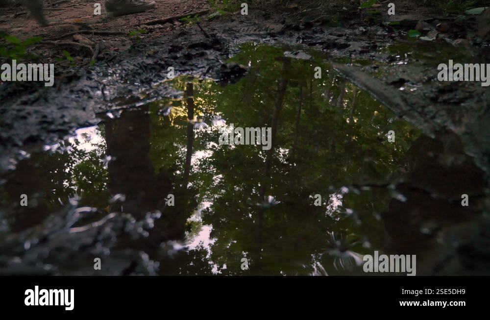 Reflection in a shallow forest puddle of a girl walking and hiking a ...