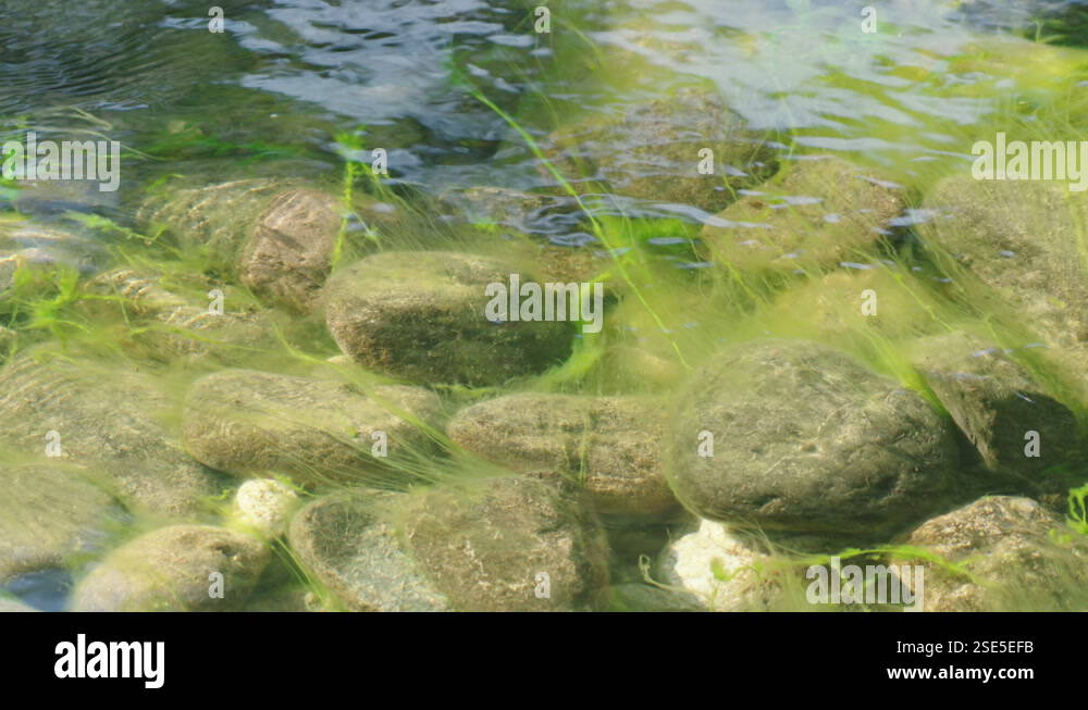Rocks Under Crystal Clear Water Of River Covered In Algae During Sunny ...