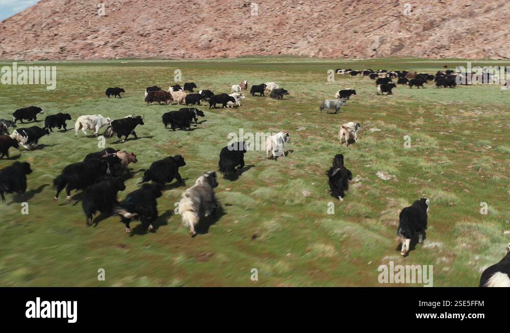 Yak sarlag (Bos mutus). A herd of yaks in a pasture in Mongolia Stock ...