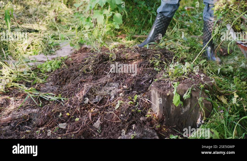 Rotten grass Stock Videos & Footage - HD and 4K Video Clips - Alamy