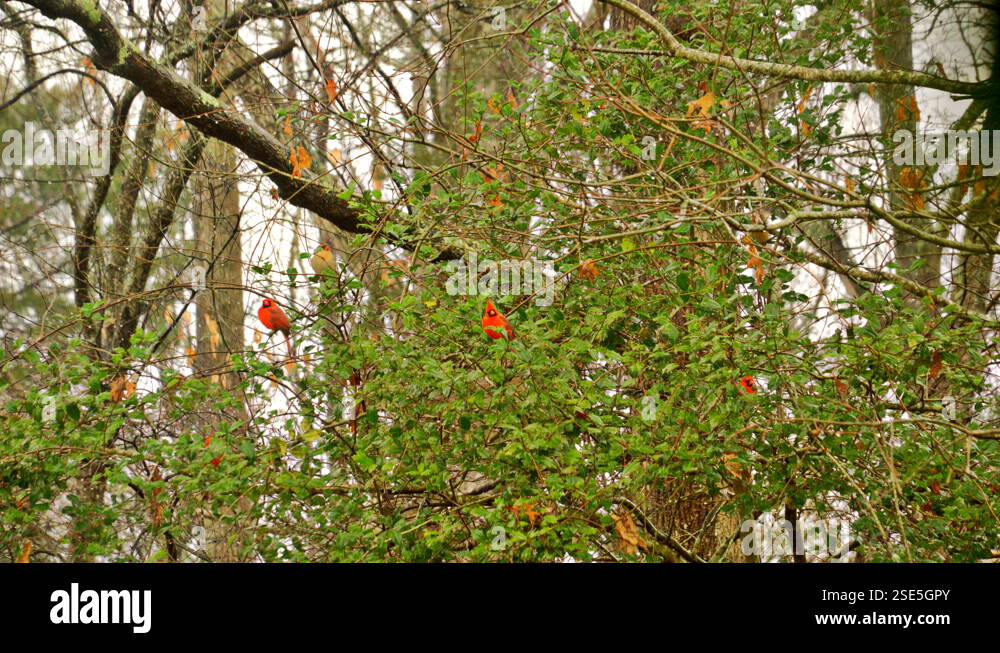 Flock Northern Cardinals Holly Tree rainy day Stock Video Footage - Alamy