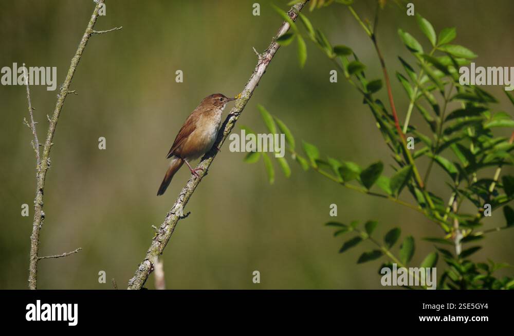 Savi’s warbler (Locustella luscinioides) singing, bird song call at the ...