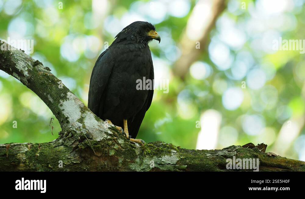 Common Black Hawk - Buteogallus anthracinus big dark bird of prey in the family Stock Video ...