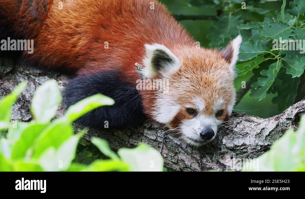 Red panda on the tree. Cute panda bear in forest habitat, Ailurus ...