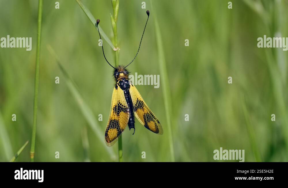 Yellow owlfly Libelloides macaronius, a strange European insect Stock ...