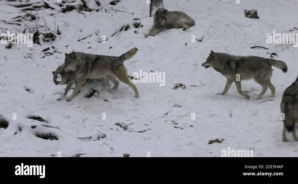 Chasing pack Stock Videos & Footage - HD and 4K Video Clips - Alamy