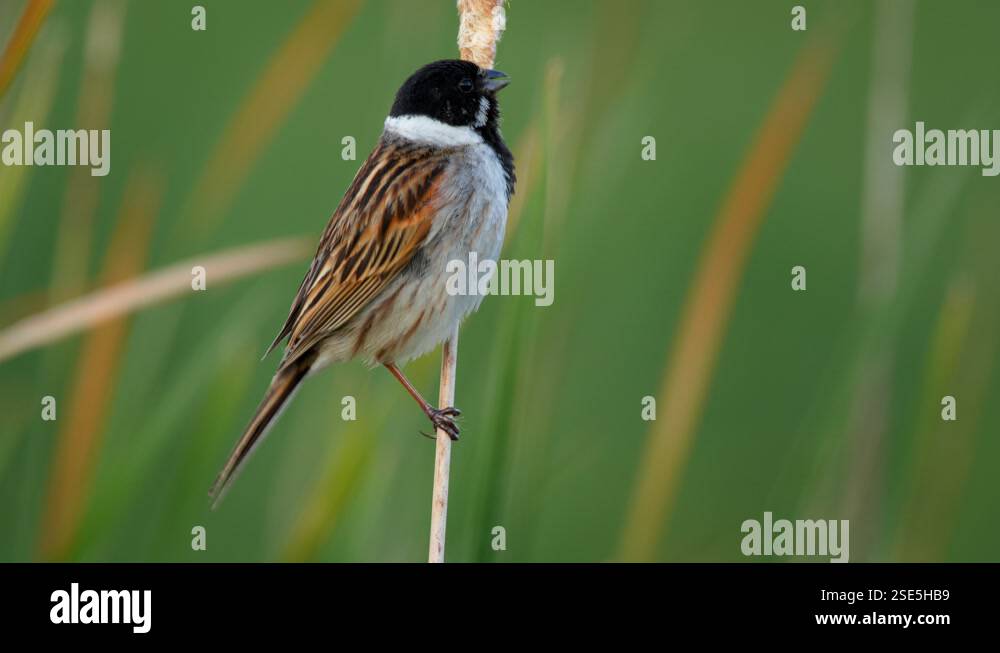 Call of bird Stock Videos & Footage - HD and 4K Video Clips - Alamy