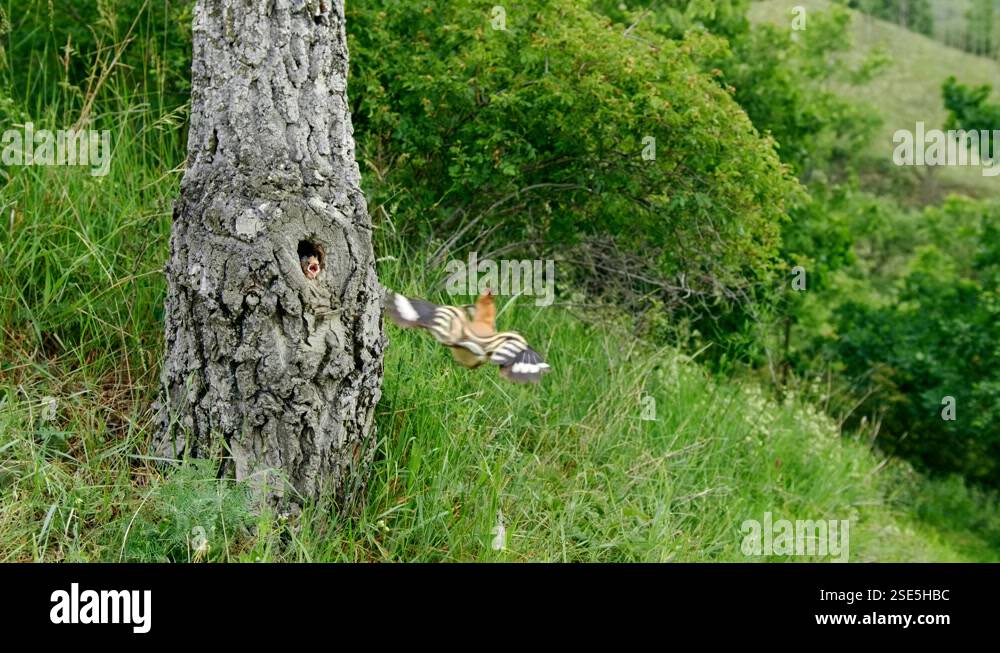 Eurasian hoopoe (Upupa epops) feeding baby, bird flight in slow motion ...