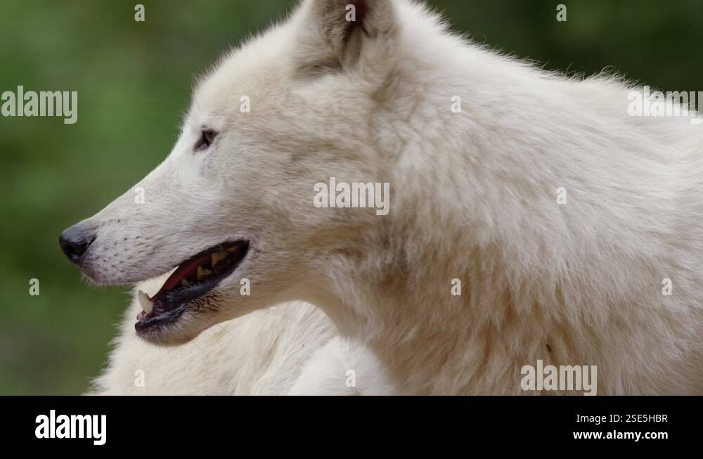 Arctic wolf (Canis lupus arctos) yawning, white beast tired yawn Stock ...