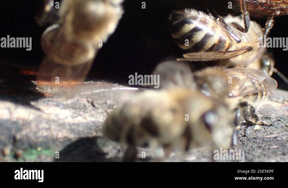 Jostling Stock Videos & Footage - HD and 4K Video Clips - Alamy