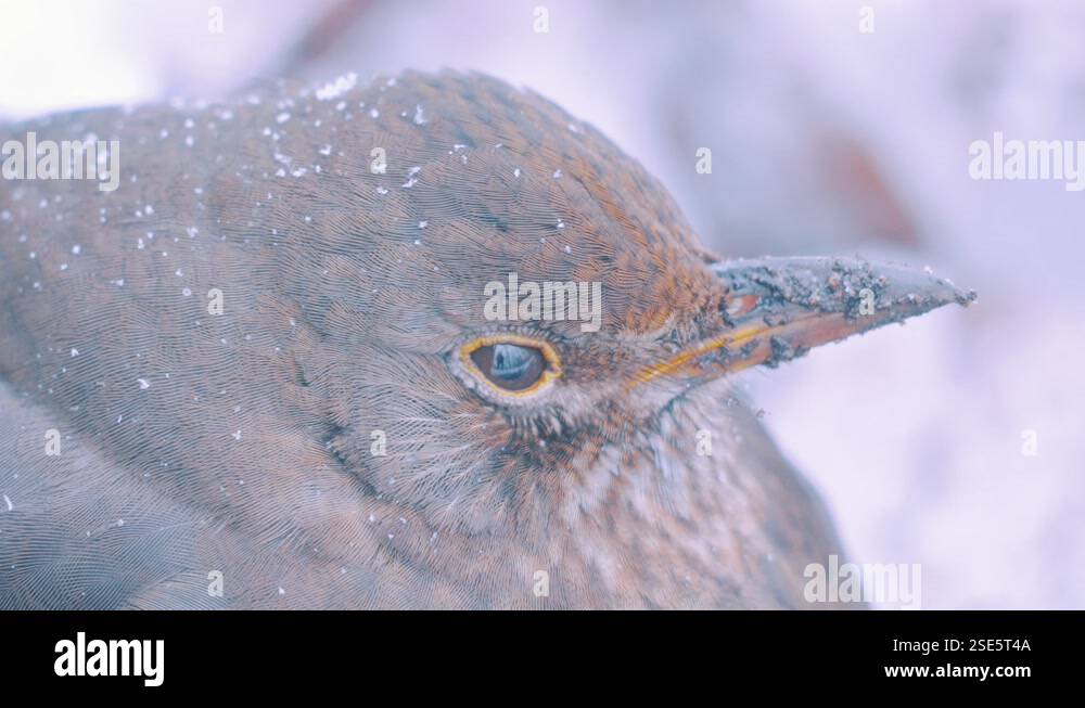 Extreme close-up showing every detail on female Common Blackbird's head ...