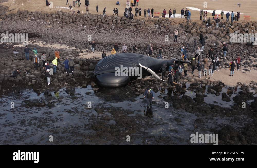 Swollen Humpback whale carcass on rocky shore of Iceland surrounded by ...