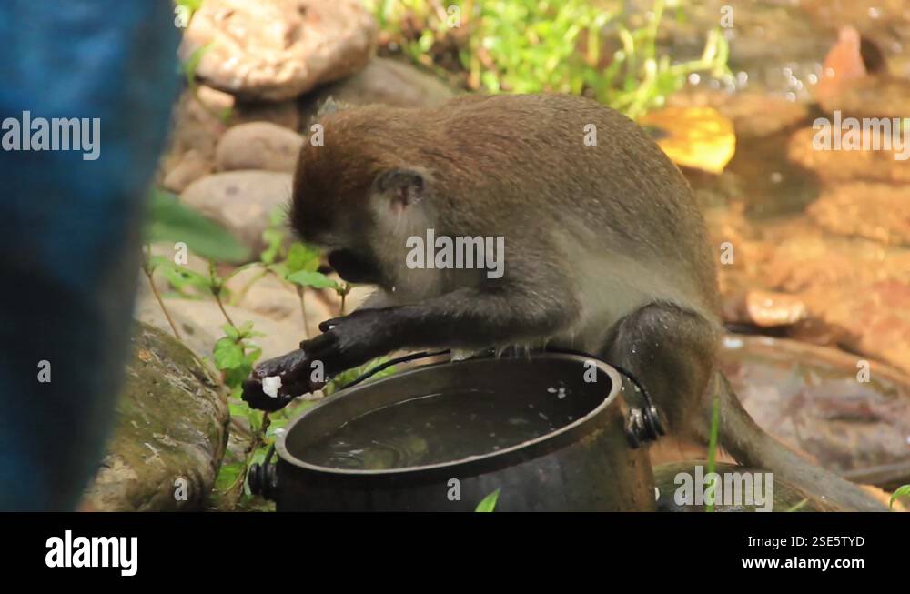 Long-tailed Macaque eating left over rice form steel pot in Forest ...