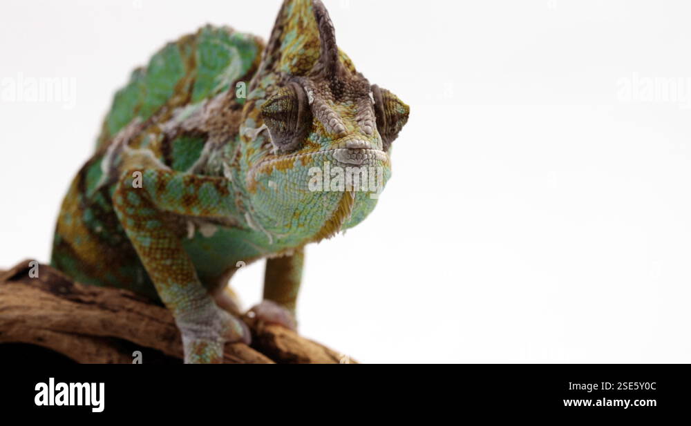 Tilt up to reveal chameleon on tree branch blinking - isolated on white ...