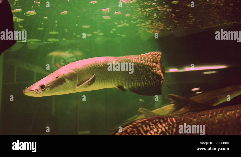 Arapaima gigas and Xingu River ray, white-blotched river stingray, or ...