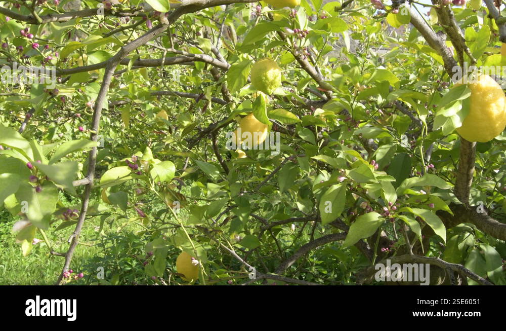 Lemons in a lemon tree in a agricultural plantation Stock Video Footage ...