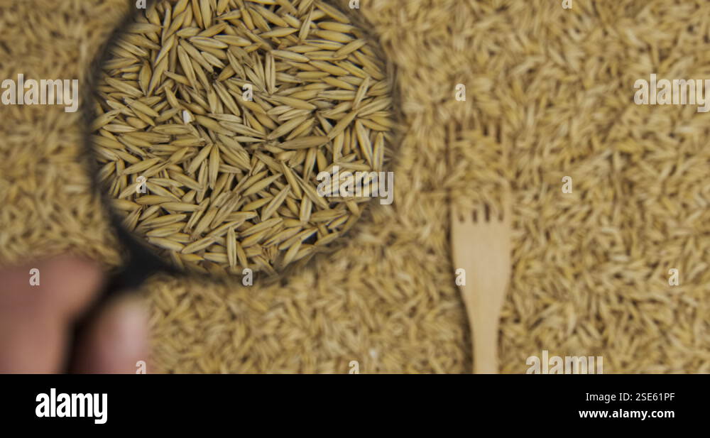 Magnification with a magnifying glass, oat grains in a wooden fork ...