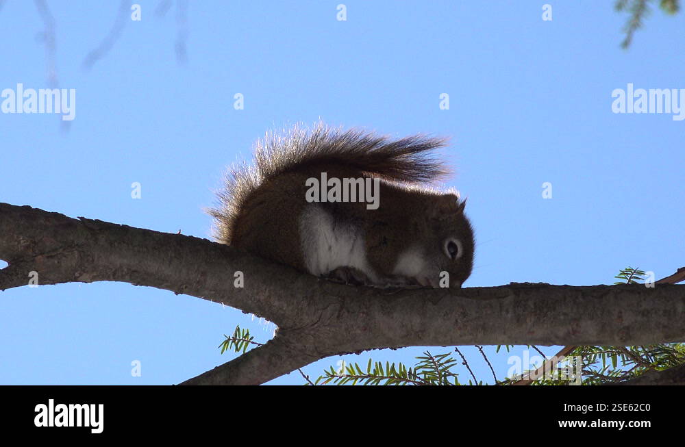 Squirrel trying to sleep on a tree branch Stock Video Footage - Alamy