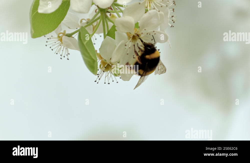 Closed frame of a honey bee upside down collecting pollen in slowmotion ...