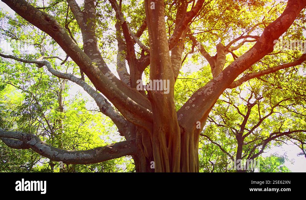 Sunshine through Leaves of Exotic Ficus Tree in Sri Lanka Stock Video ...