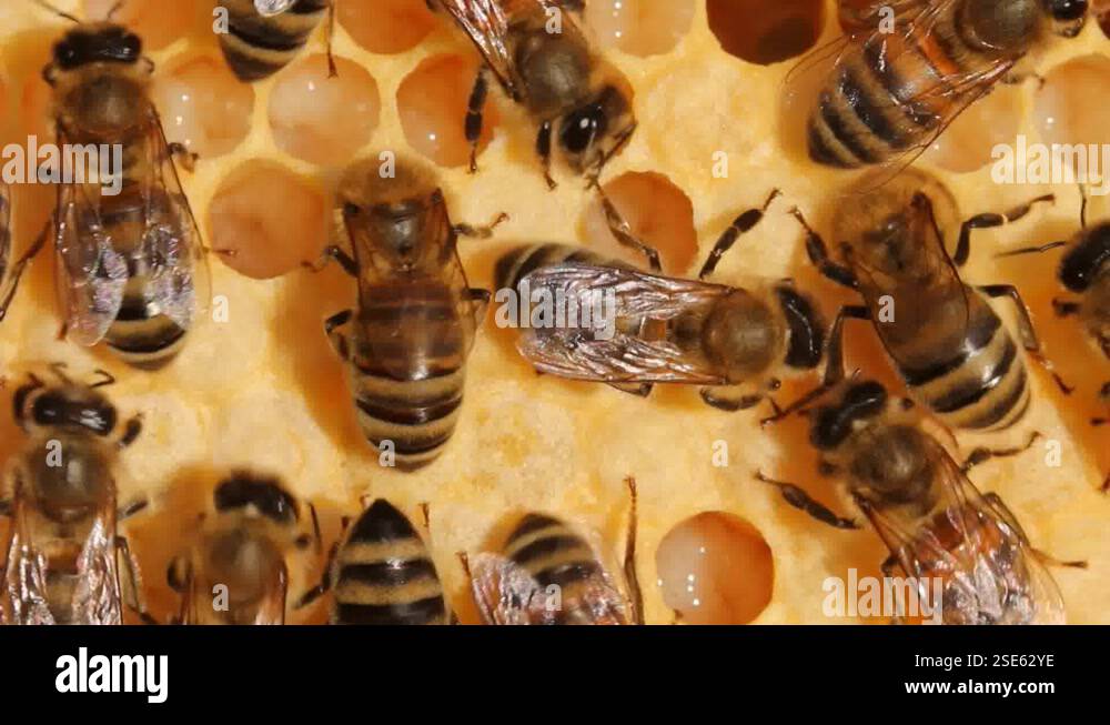 Bees cover the larvae with wax for their further development into an ...
