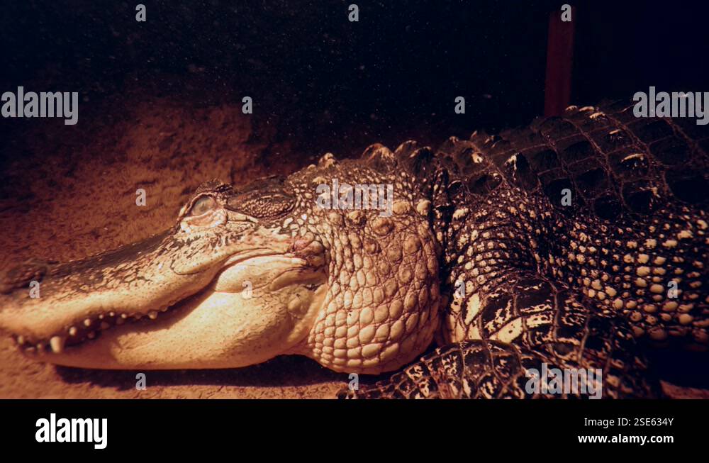 alligator underwater overhead smooth view as it lays under dock slomo ...