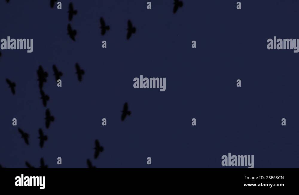 Birds fly in the dark blue night sky. Background blurred. Dramatic view ...
