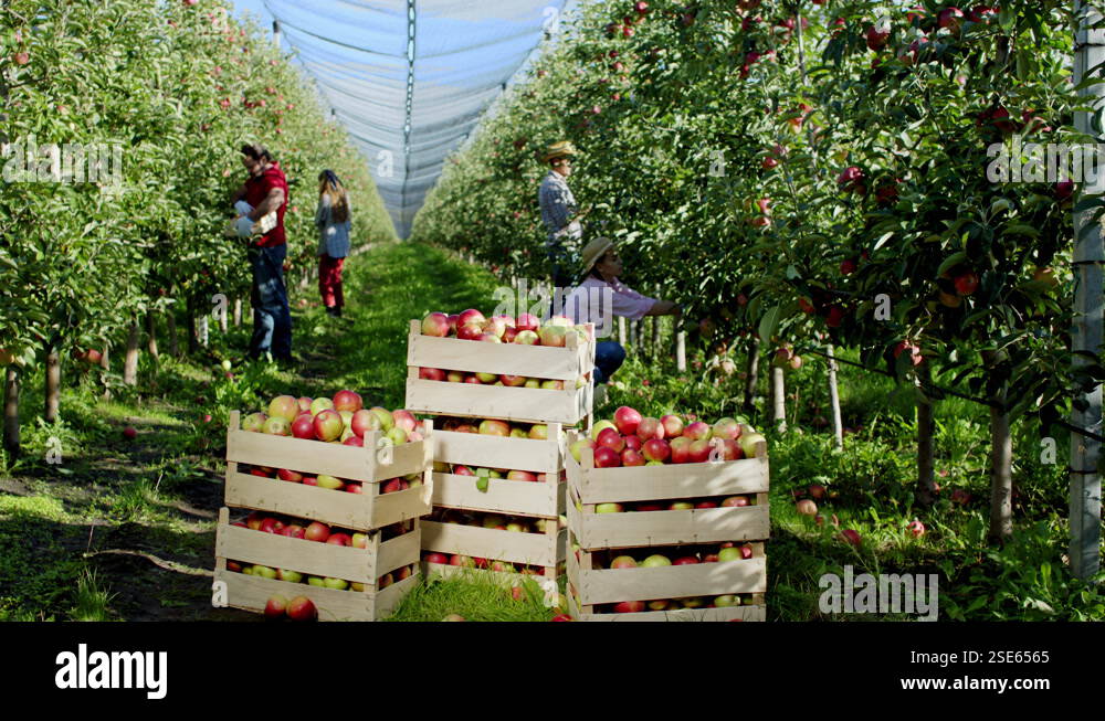 Large and modern apple orchard people working concentrated collecting ...