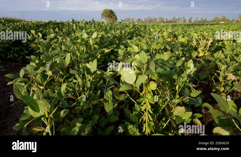 Slow motion, wide angle view of a soy field at sunset with a distant ...
