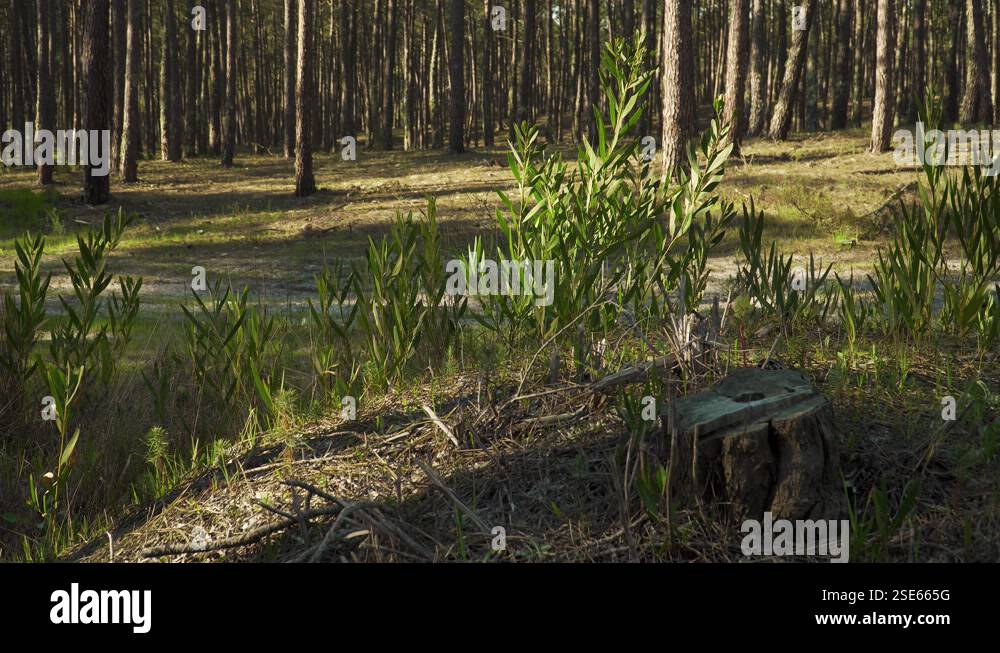 4K acacia longifolia commonly known as Sallow wattle growing up next to ...