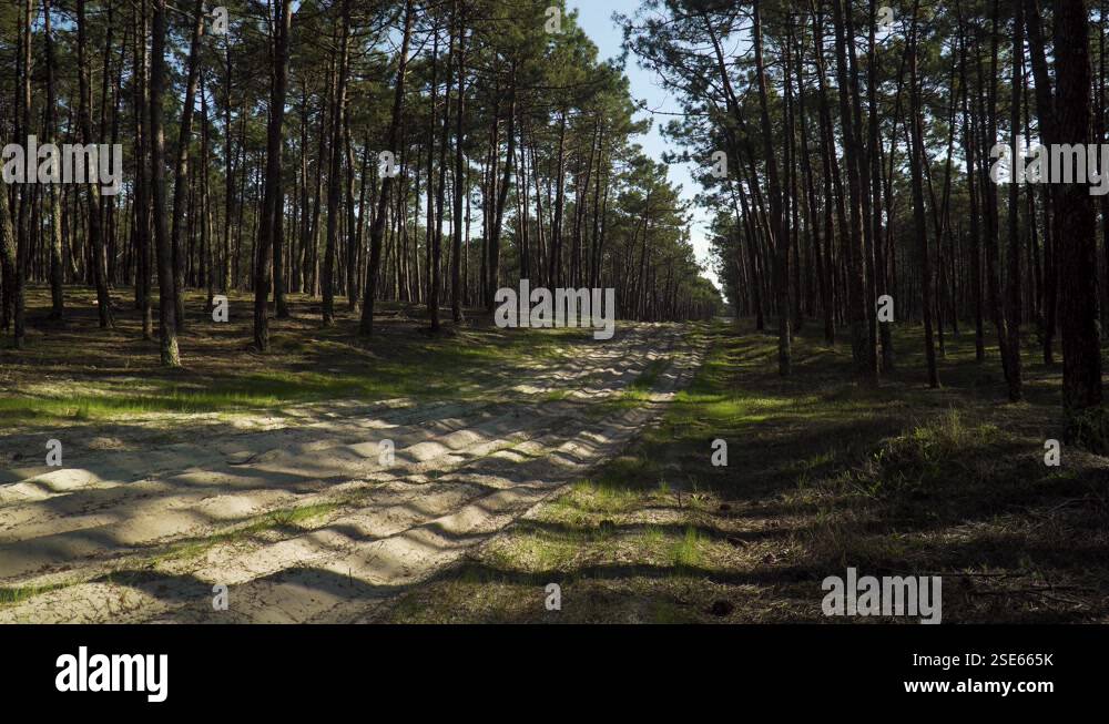 4K dirty road in the middle of a pine tree forest. 60fps Stock Video ...