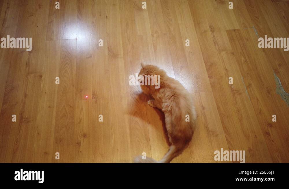Orange cat chasing red dot laser pointer Stock Video Footage - Alamy