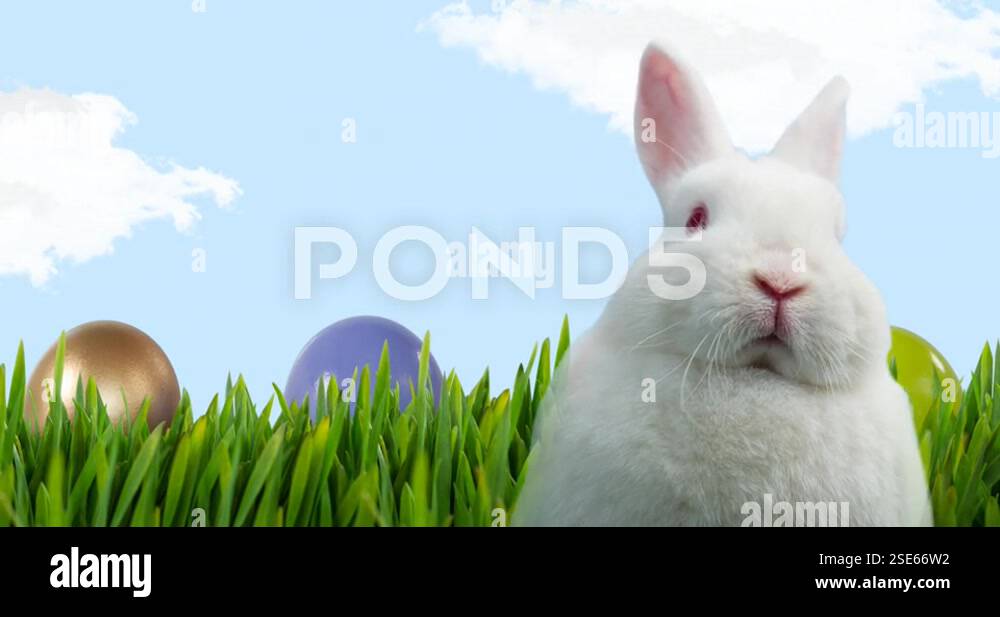 Animation of easter bunny with easter eggs and grass over blue sky ...