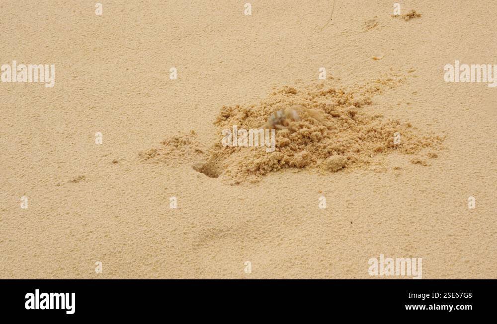 Tiny crab dig burrow in sand, quickly run out with nubble of sand in ...