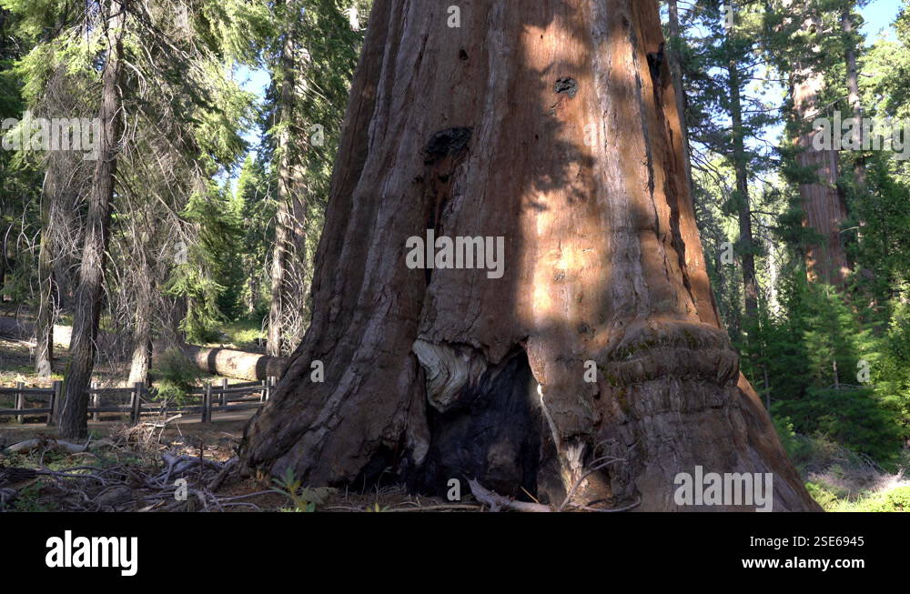 Sequoia Trees In General Grant Grove Sequoia And Kings Canyon National ...