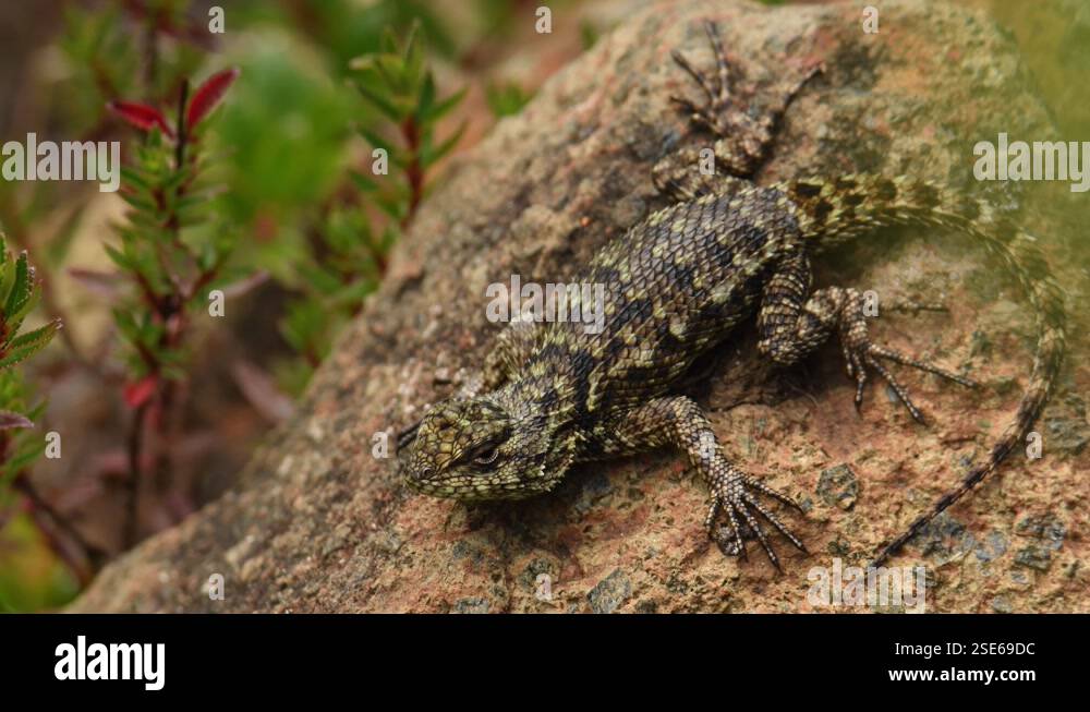 Emerald swift or green spiny lizard - Sceloporus malachiticus, species ...