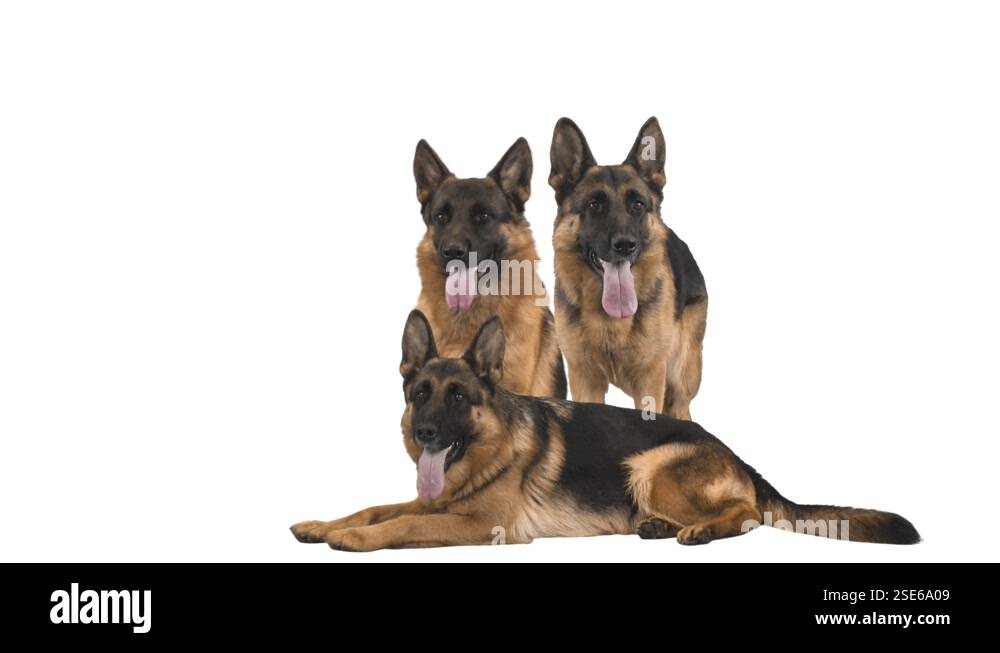 Background three shepherds Stock Videos & Footage - HD and 4K Video ...