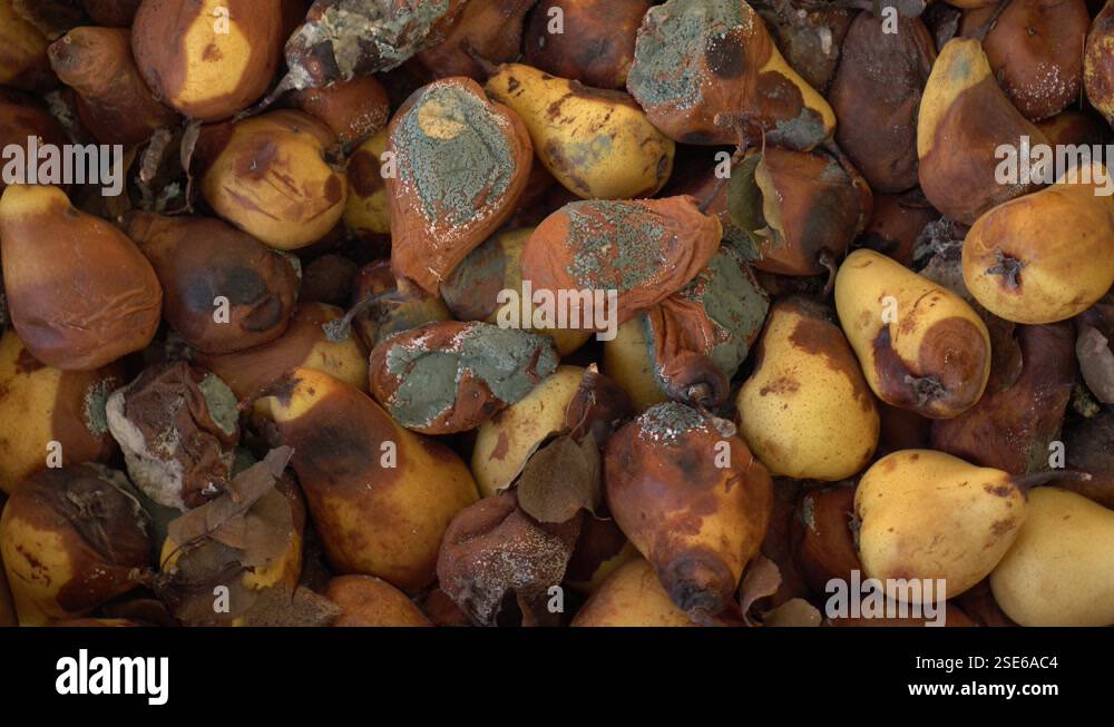 A pile of rotten, moldy pears. Mildew on Fruits. Food loss and waste ...