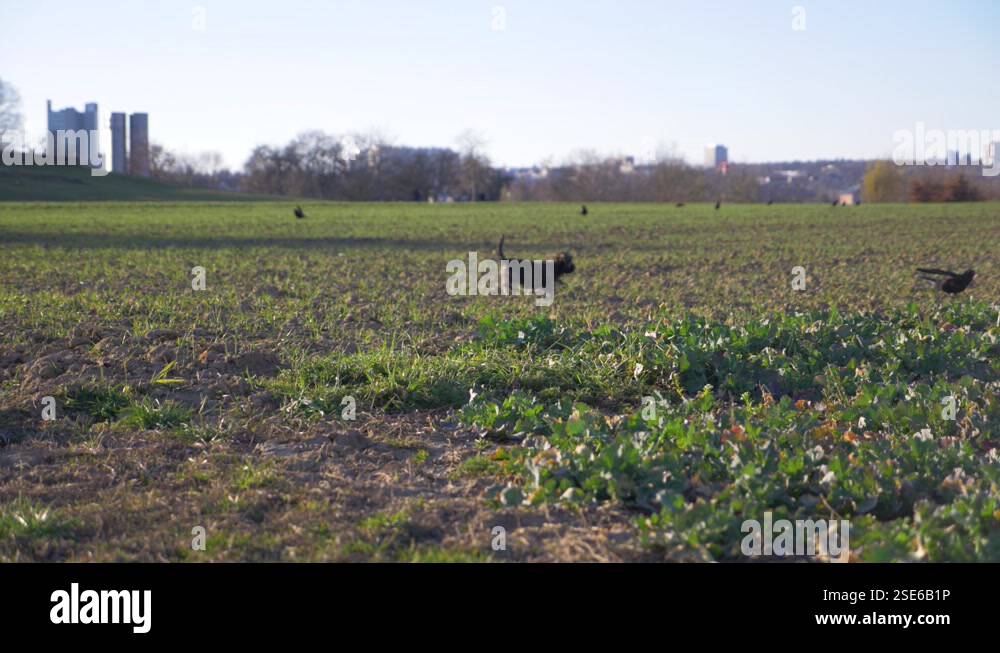 Cute puppy dog chasing bird on grass field in the park in super slow ...