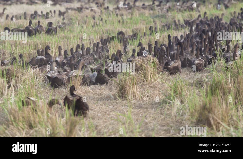 Hoards of ducks waddling through harvested rice paddies for their ...