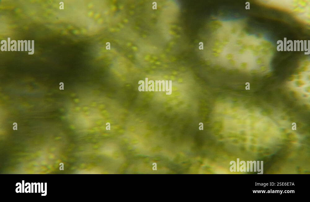 Chloroplast under a microscope. Cell division. Cell structure. Cell ...