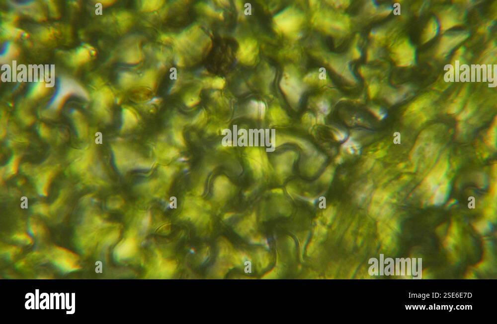 Chloroplast under a microscope. Cell division. Cell structure. Cell ...