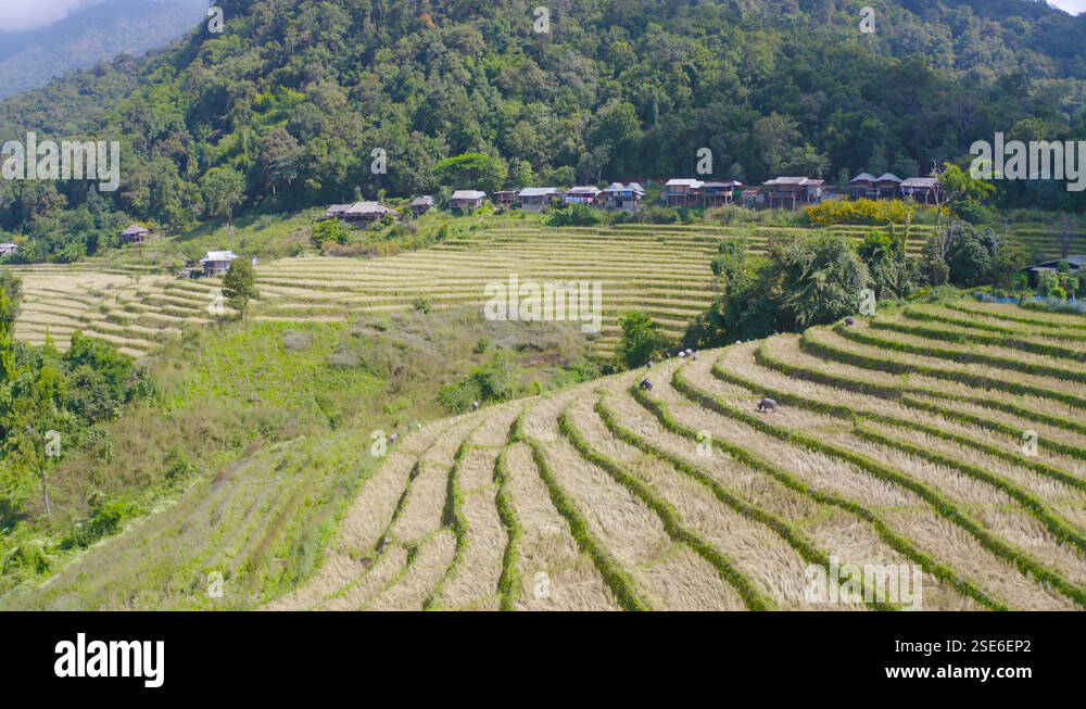 Aerial top view of dry paddy rice terraces, green agricultural fields ...