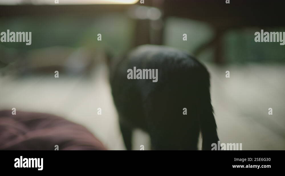 Tibetan cat Stock Videos & Footage - HD and 4K Video Clips - Alamy