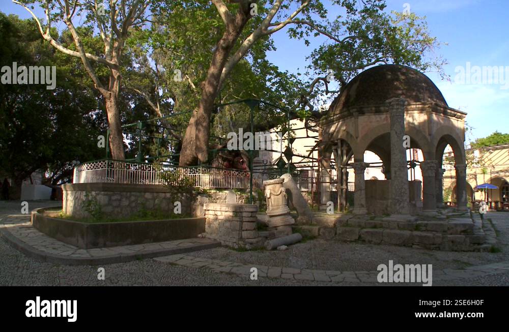 The famous Plane tree of Hippocrates the father of Medicine Stock Video ...